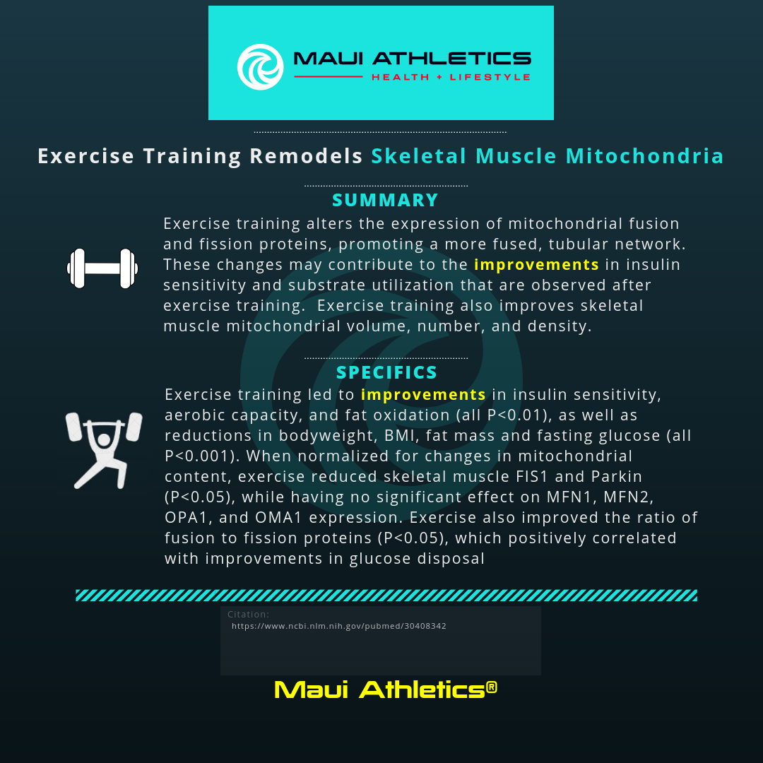 Exercise Training Remodels Skeletal Muscle Mitochondria - Maui Athletics